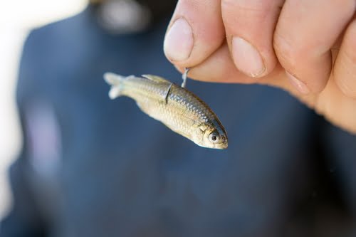 How to use the Carolina Rig for Surf Fishing ? – Fish From Beach