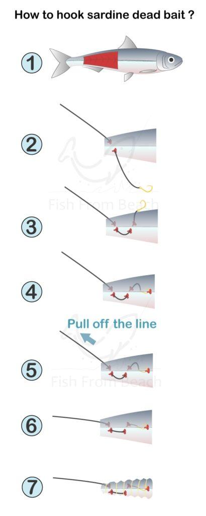 How to Use Sardines as Bait? 5 Effective Methods – Fish From Beach