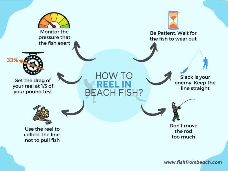 How to Reel in a Beach Fish? 6 Things to Remember